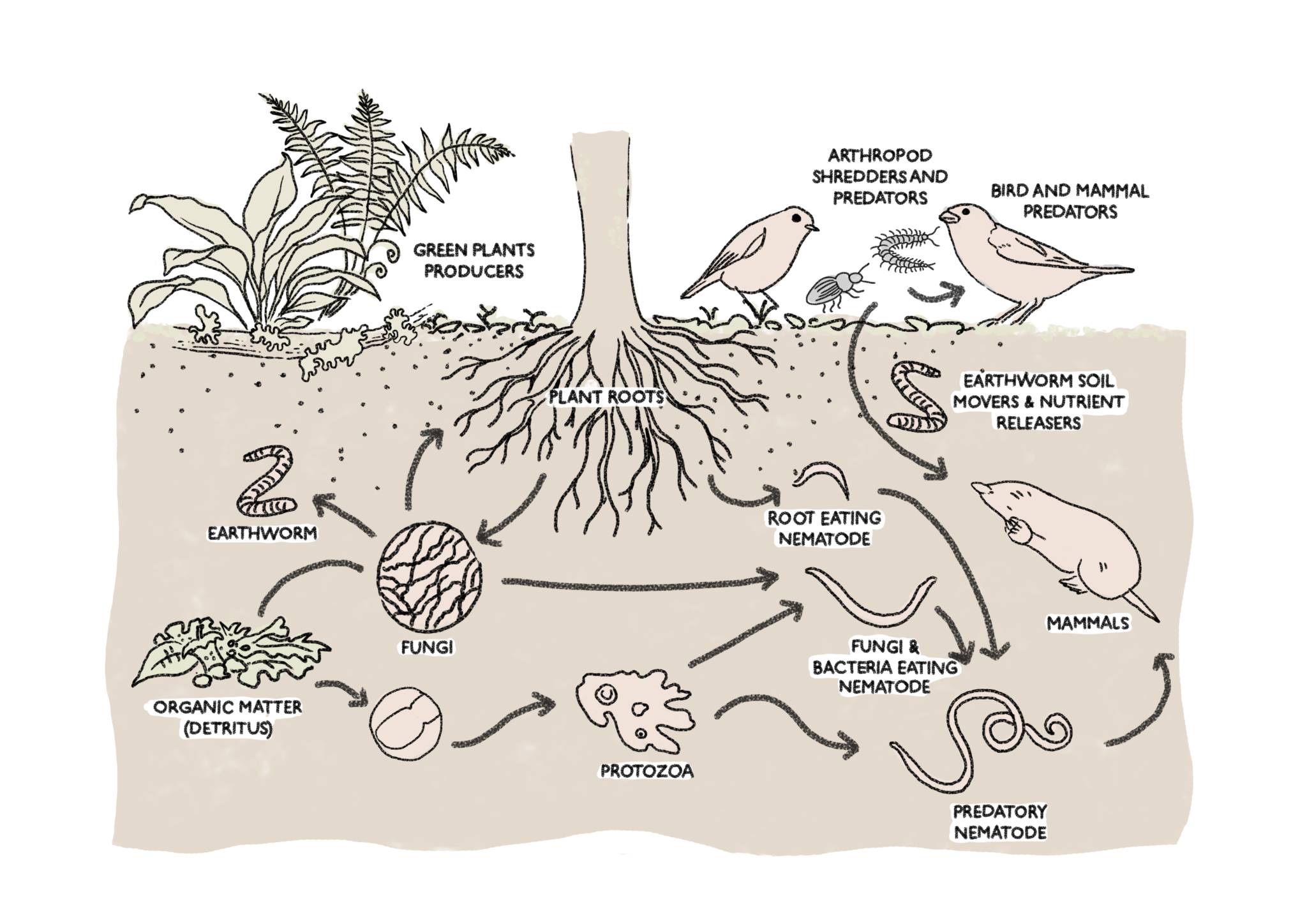 Understanding Soil | Marian Boswall Landscape Architects