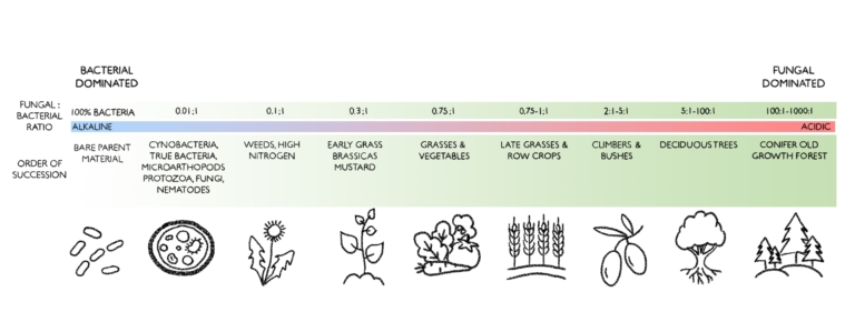 Understanding Soil | Marian Boswall Landscape Architects